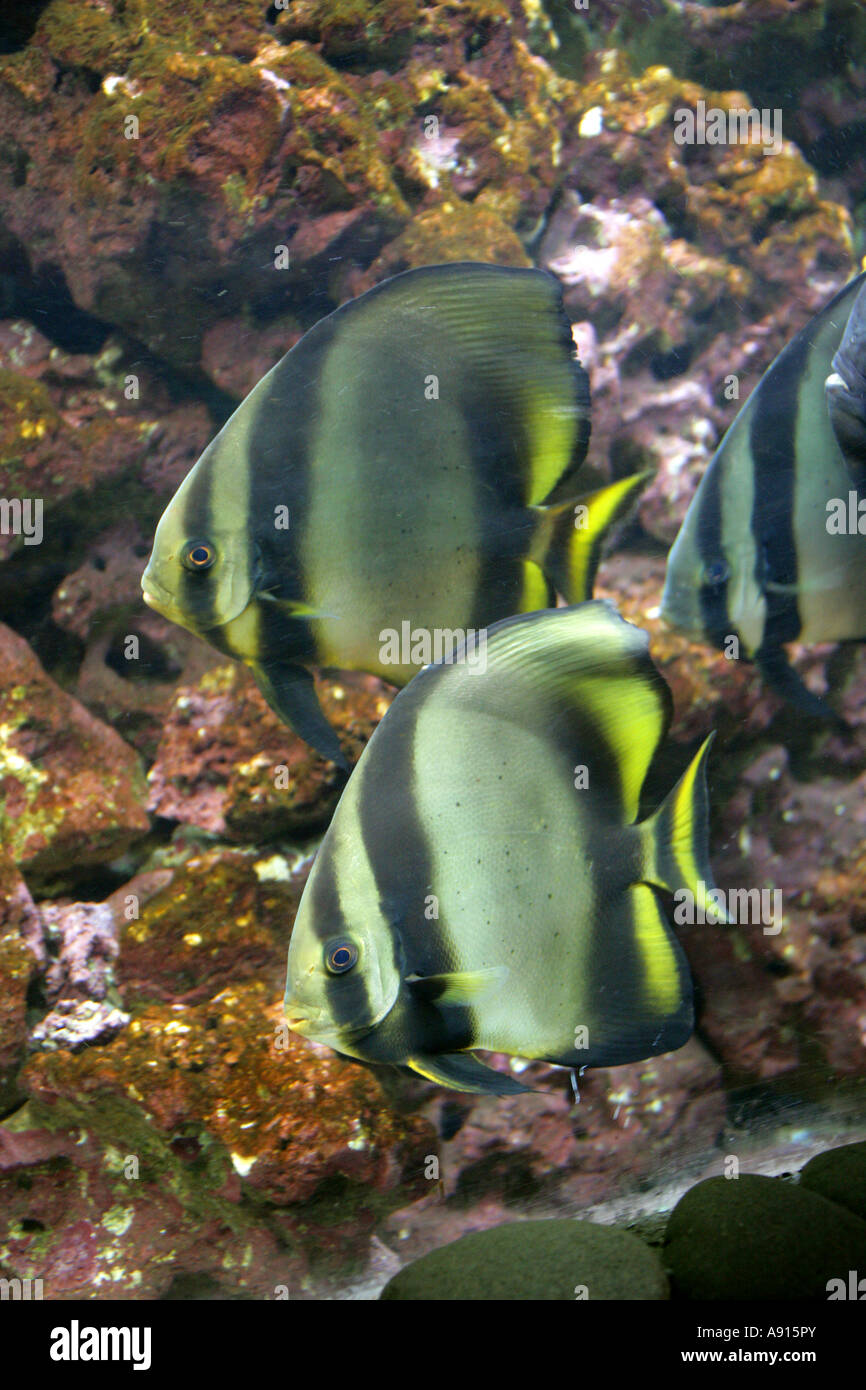 Orbicular Batfish, Platax orbicularis, Ephippidae Stock Photo - Alamy