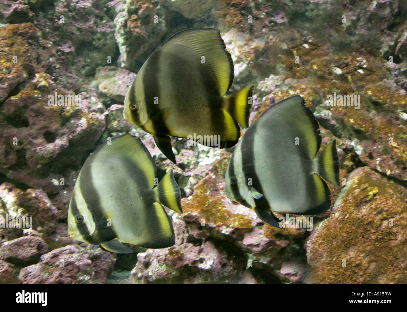 Orbicular Batfish, Platax orbicularis, Ephippidae Stock Photo - Alamy