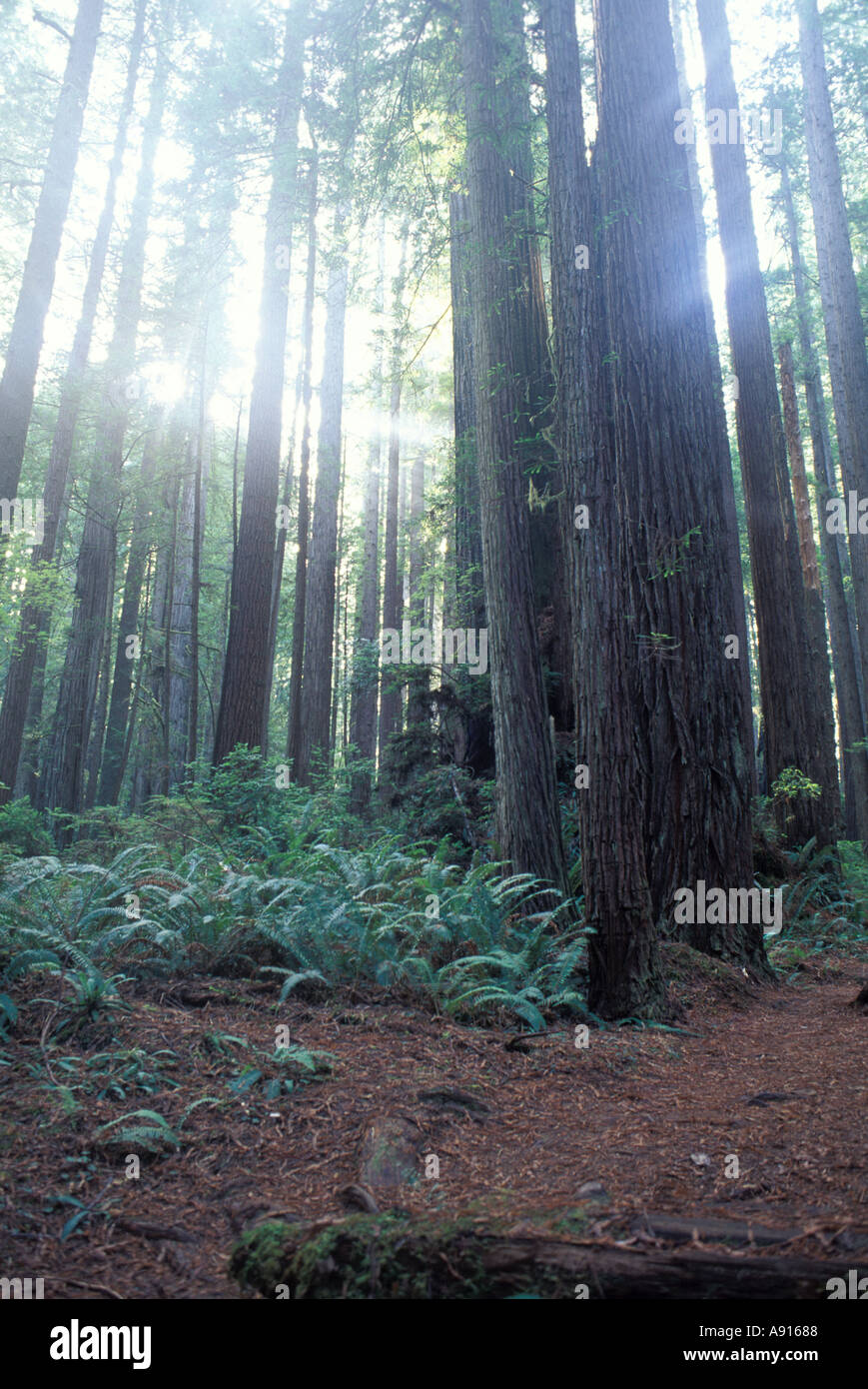 California Coast Redwoods Stock Photo - Alamy