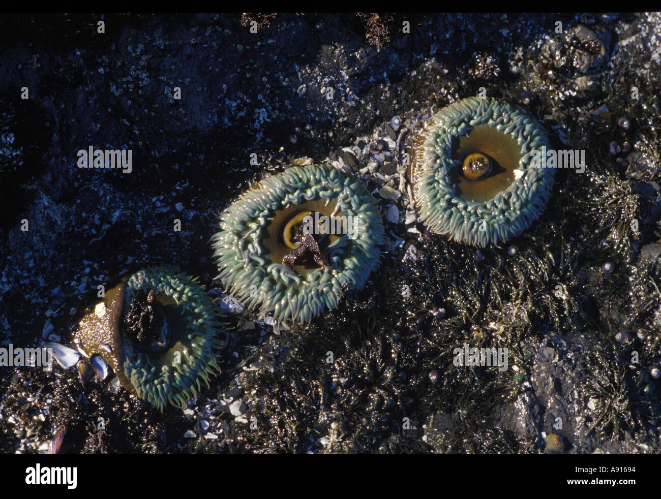 Green Sea Anemone in a Northern California Tide Pool Stock Photo - Alamy