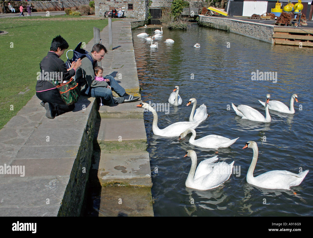 Quay quayside mute swans baby waterside happiness enjoyment travel ...