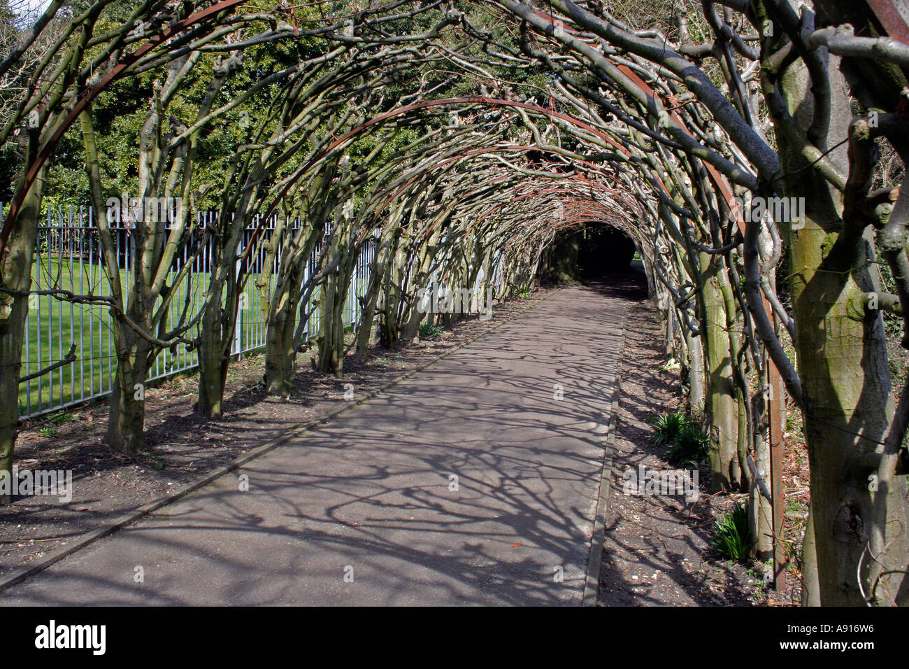 Archway of branches hi-res stock photography and images - Alamy