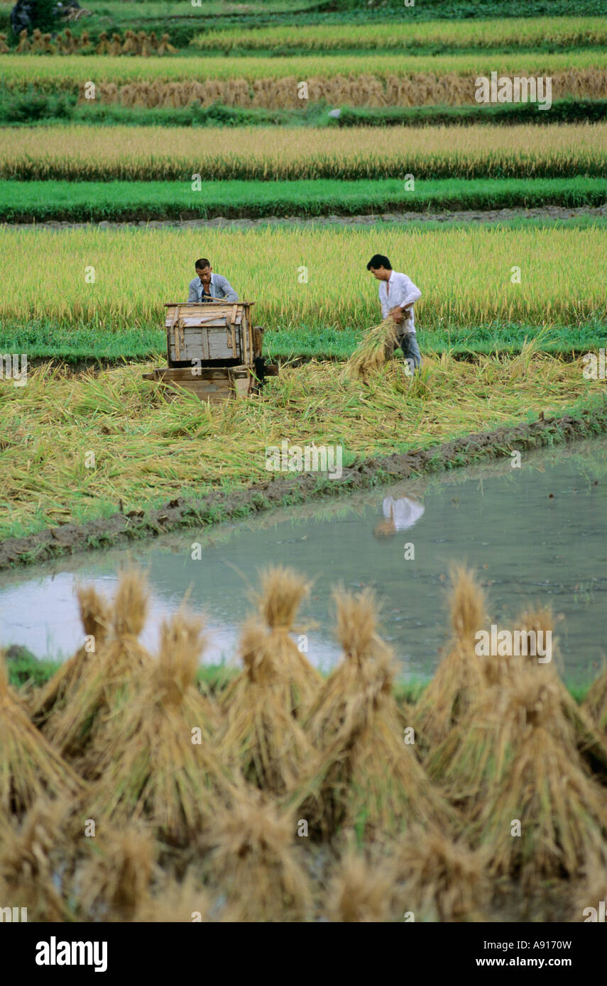 People Threshing Rice near Yangshuo, Guanxi Province, China Stock Photo ...