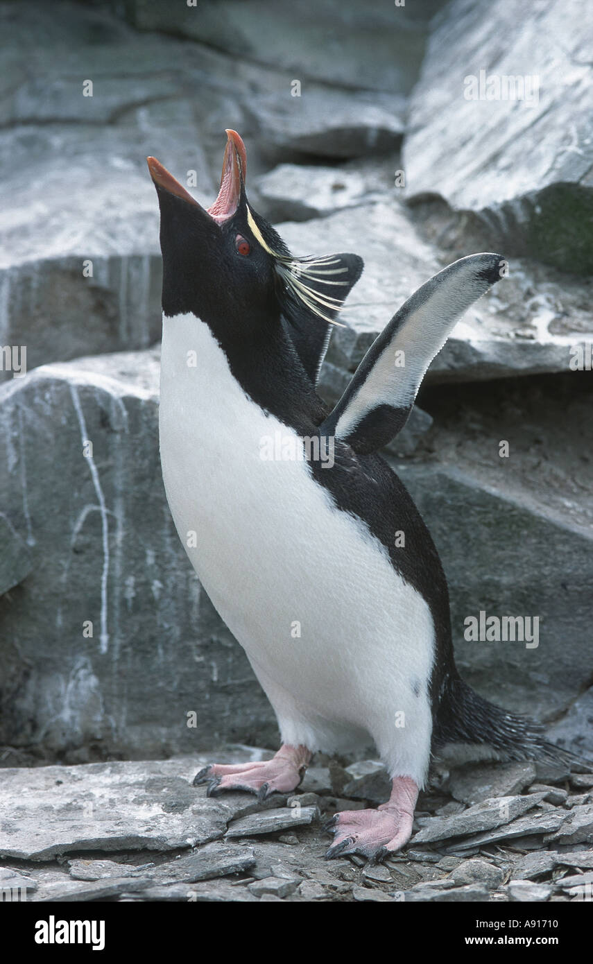 Screaming penguin hi-res stock photography and images - Alamy