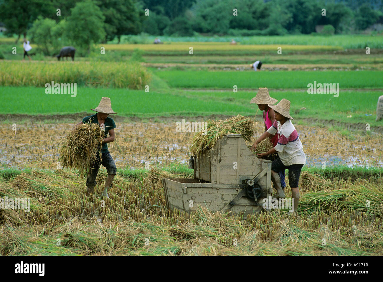 Rice threshing china hi-res stock photography and images - Alamy