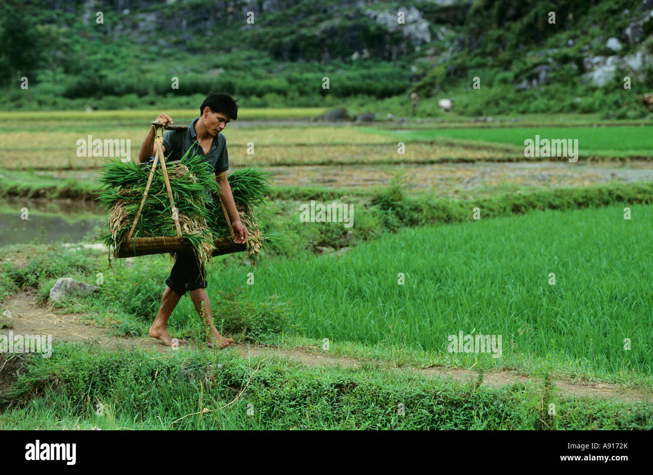 Man Carrying Produce in baskets over his shoulder near Yangshuo ...