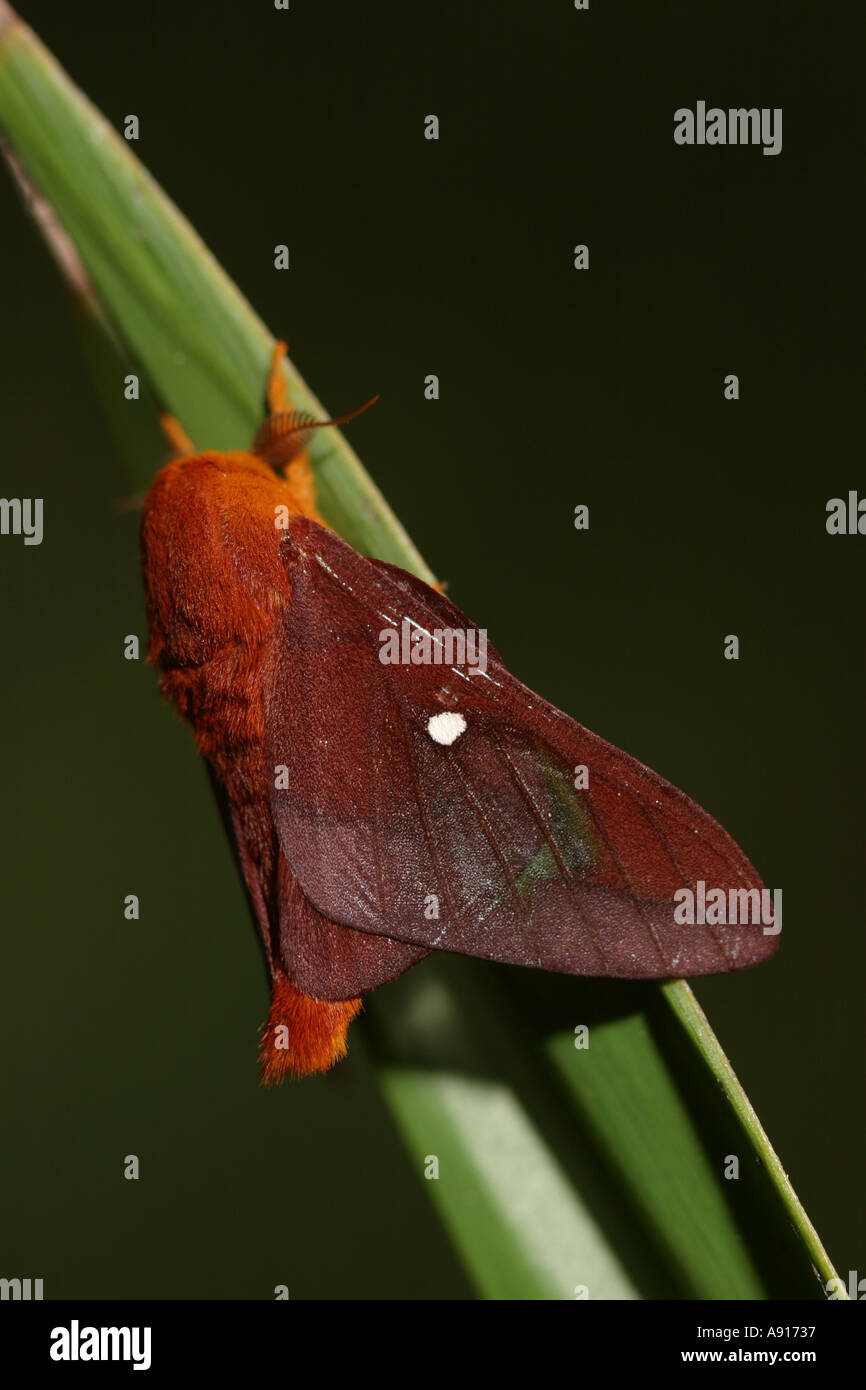 Oakworm moth hi-res stock photography and images - Alamy