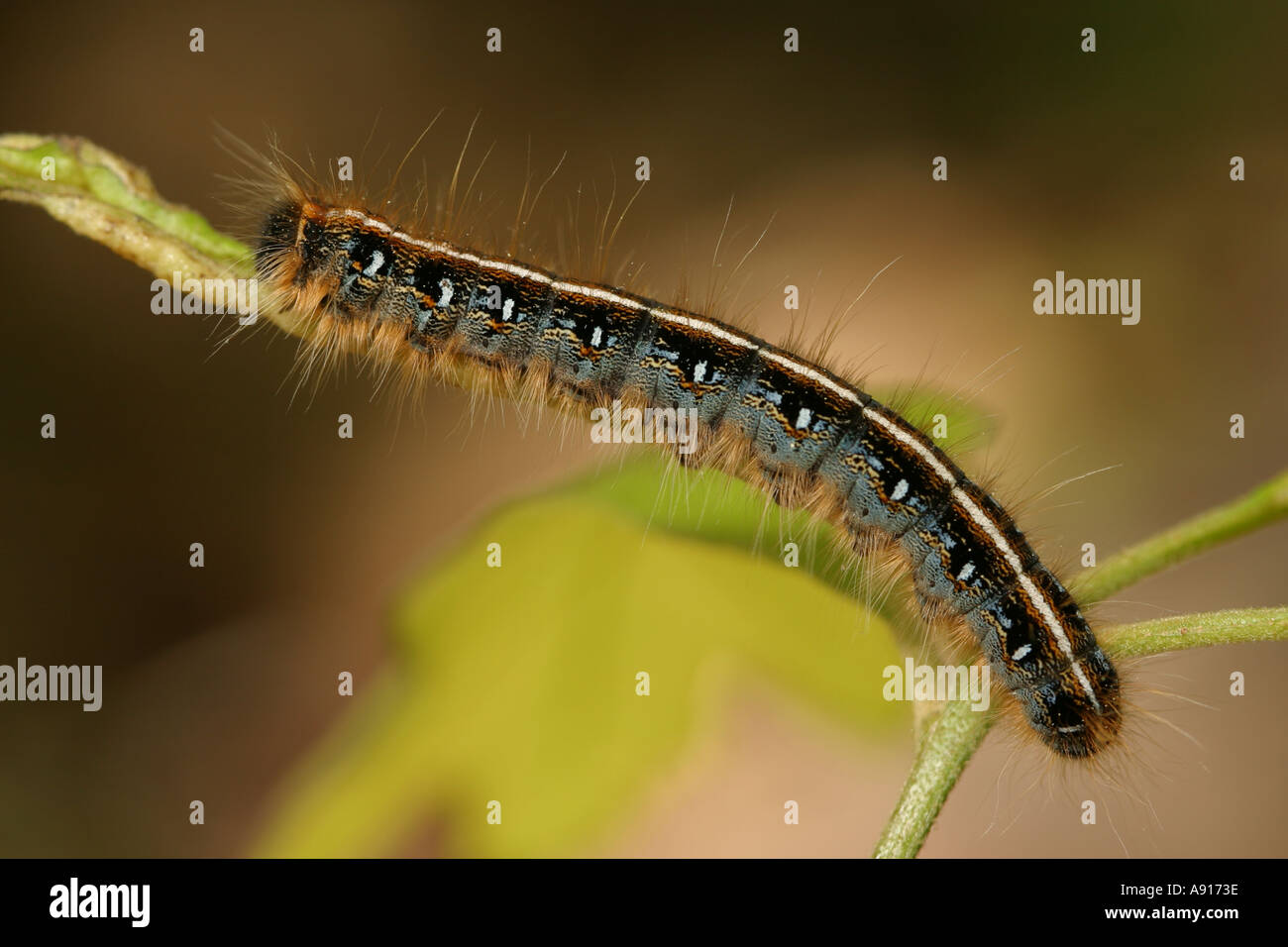 Eastern Tent Caterpillar Stock Photo - Alamy