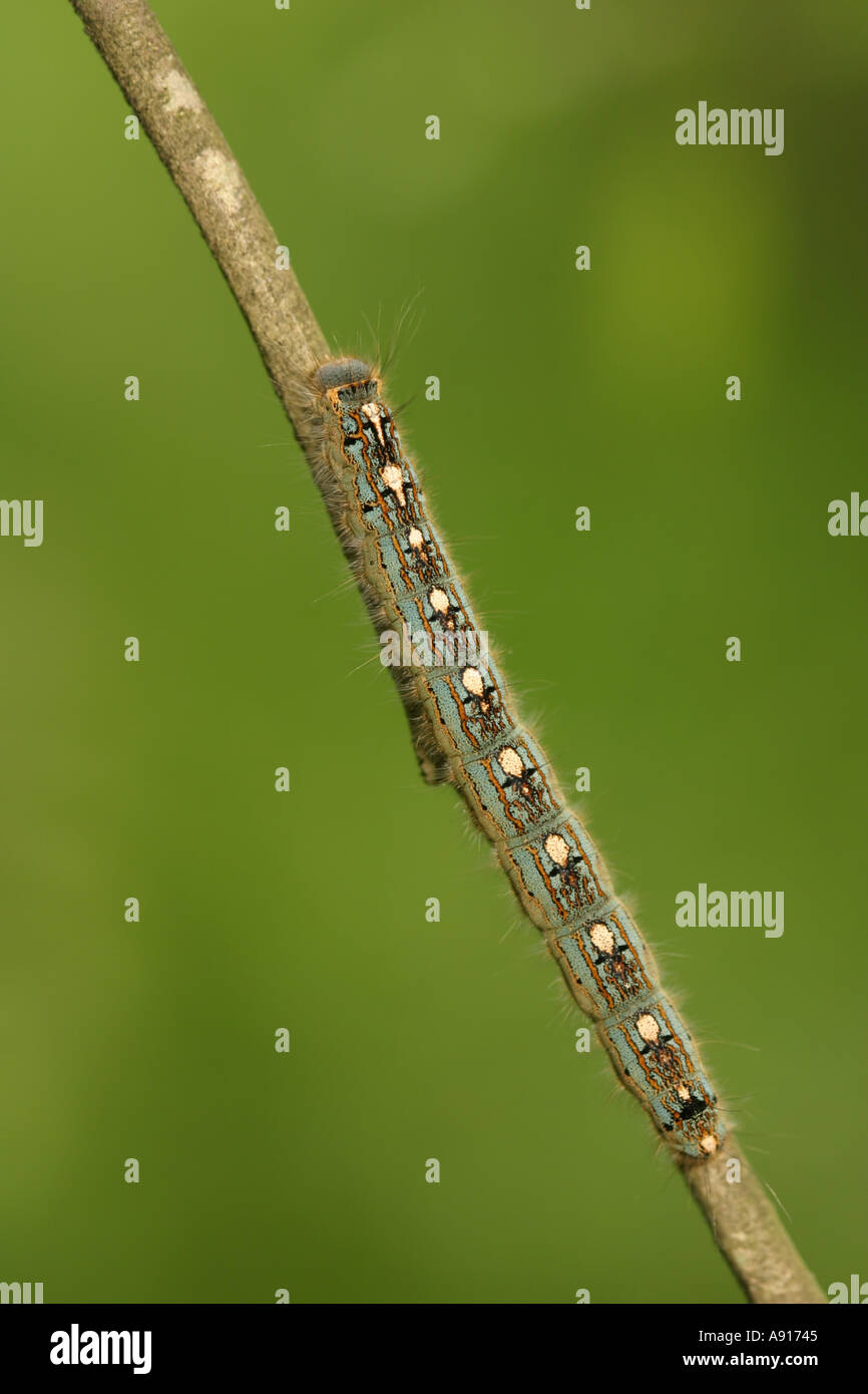 Forest Tent Caterpillar Stock Photo - Alamy