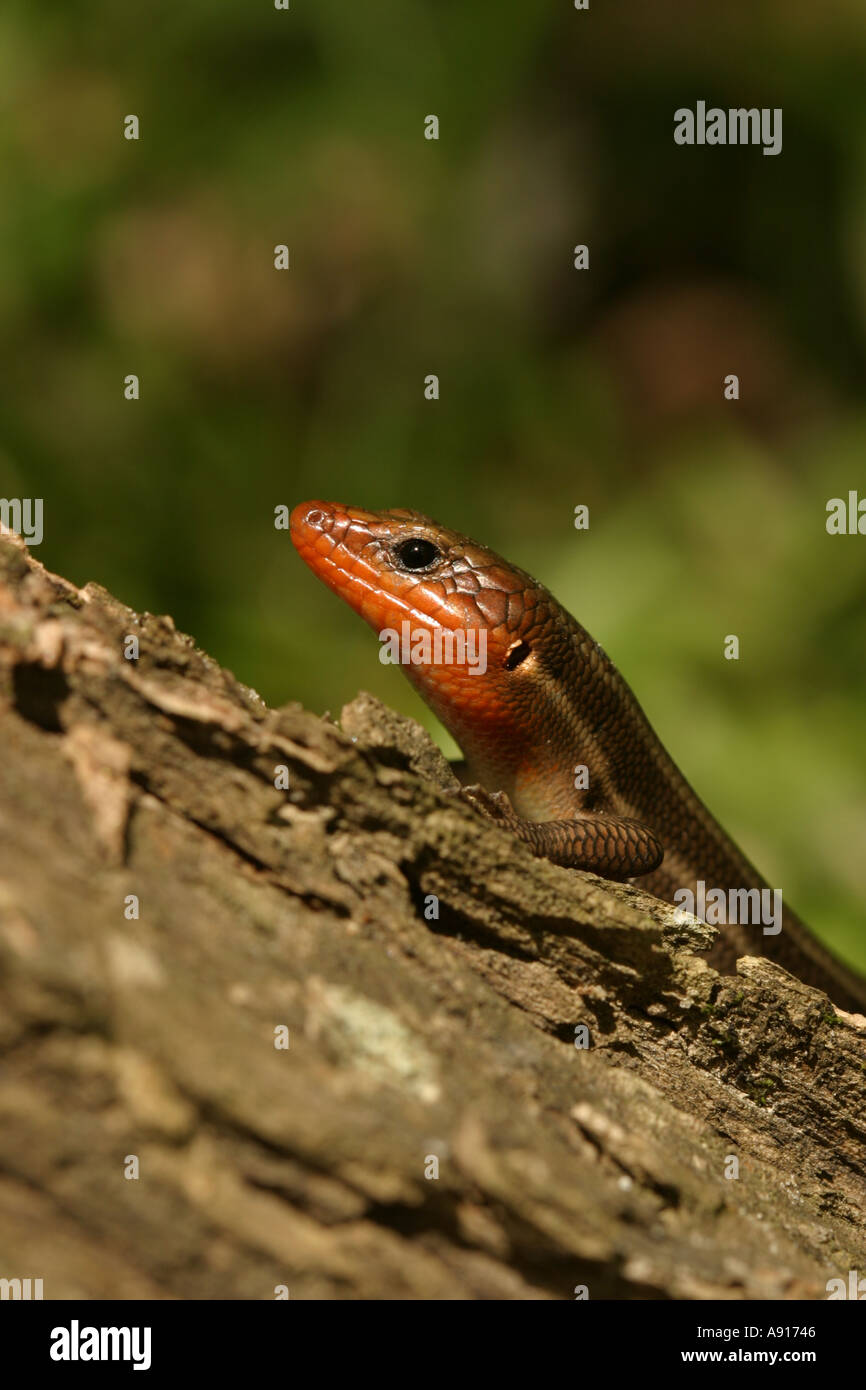 Southeastern Five lined Skink Stock Photo - Alamy