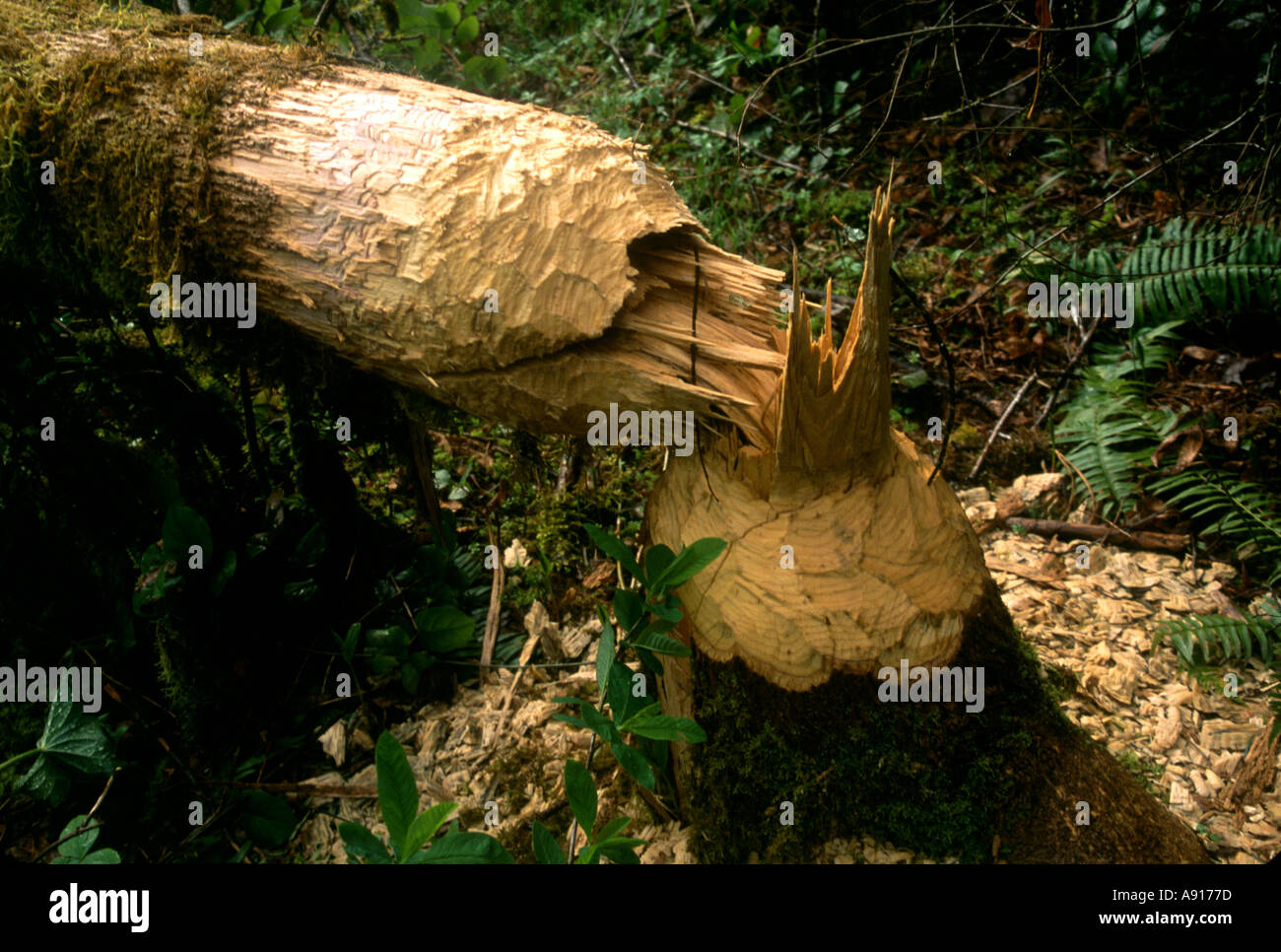 Beaver Logging High Resolution Stock Photography and Images - Alamy