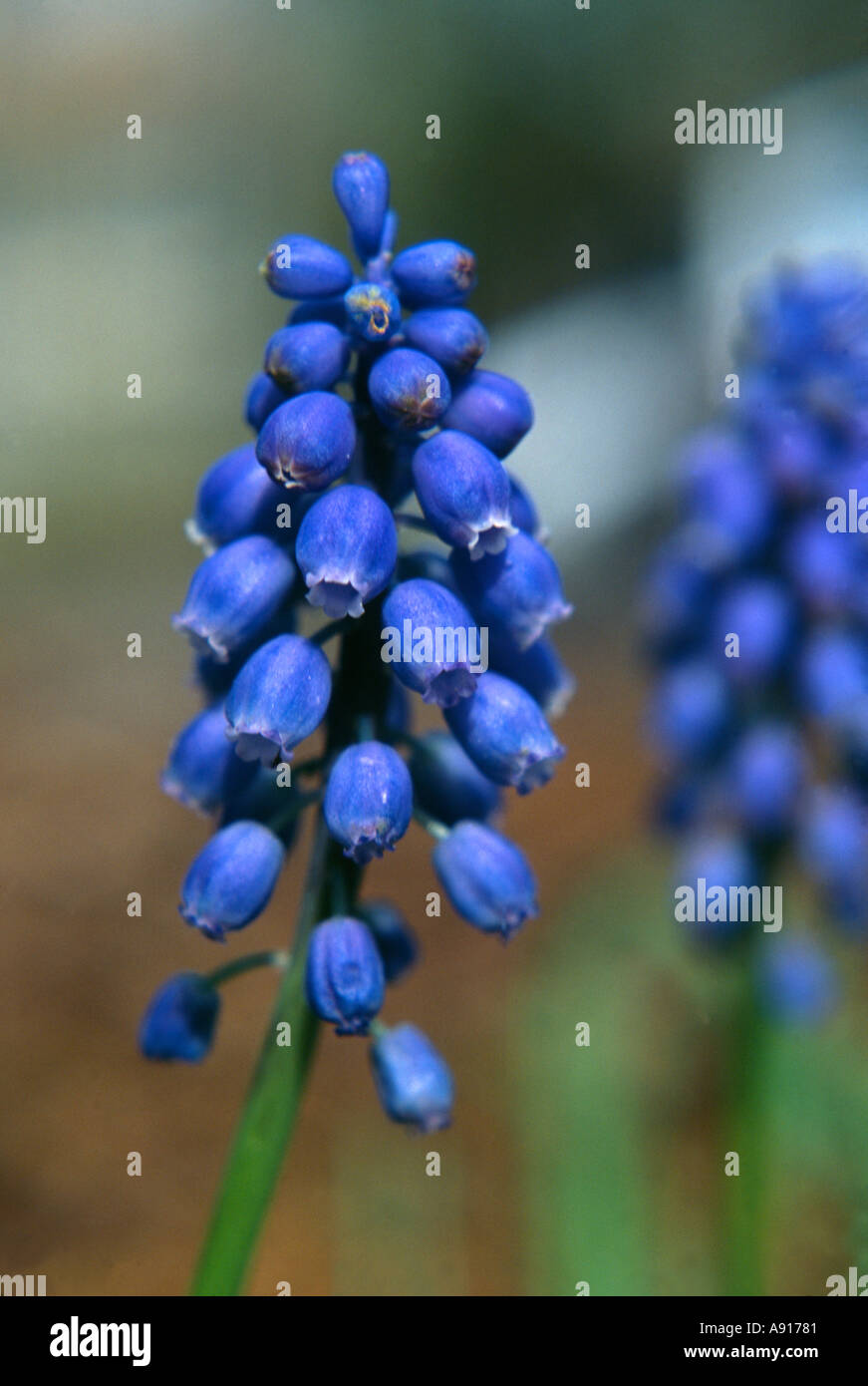Muscari botryoides blue spring hi-res stock photography and images - Alamy