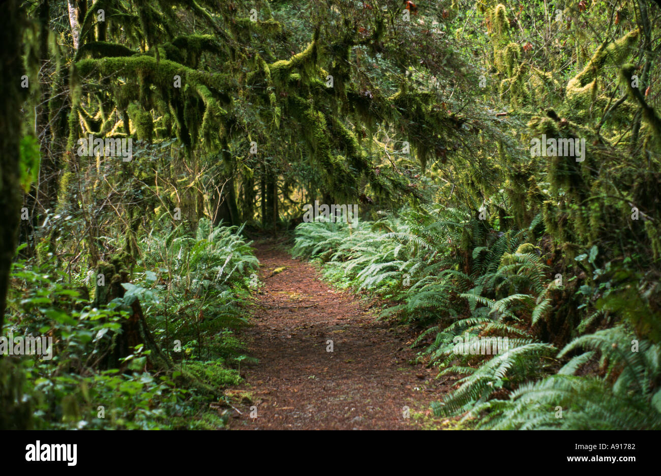 A hiking trail in old growth forest in Oregon Stock Photo - Alamy