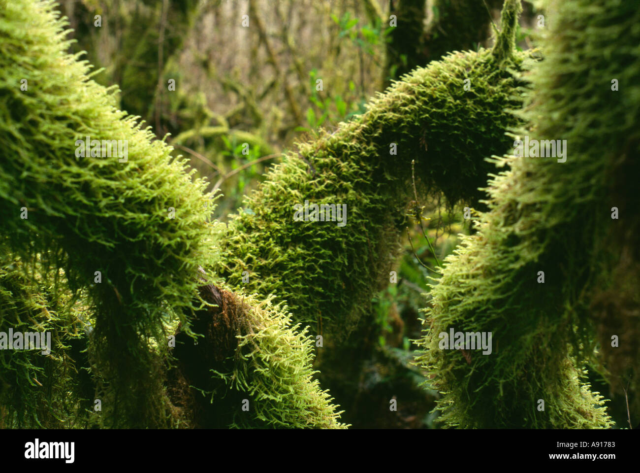 Moss covers branches in an old growth rain forest in Oregon Stock Photo ...