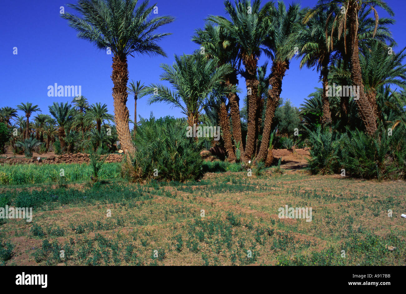 Palm tree in desert Morocco Stock Photo - Alamy