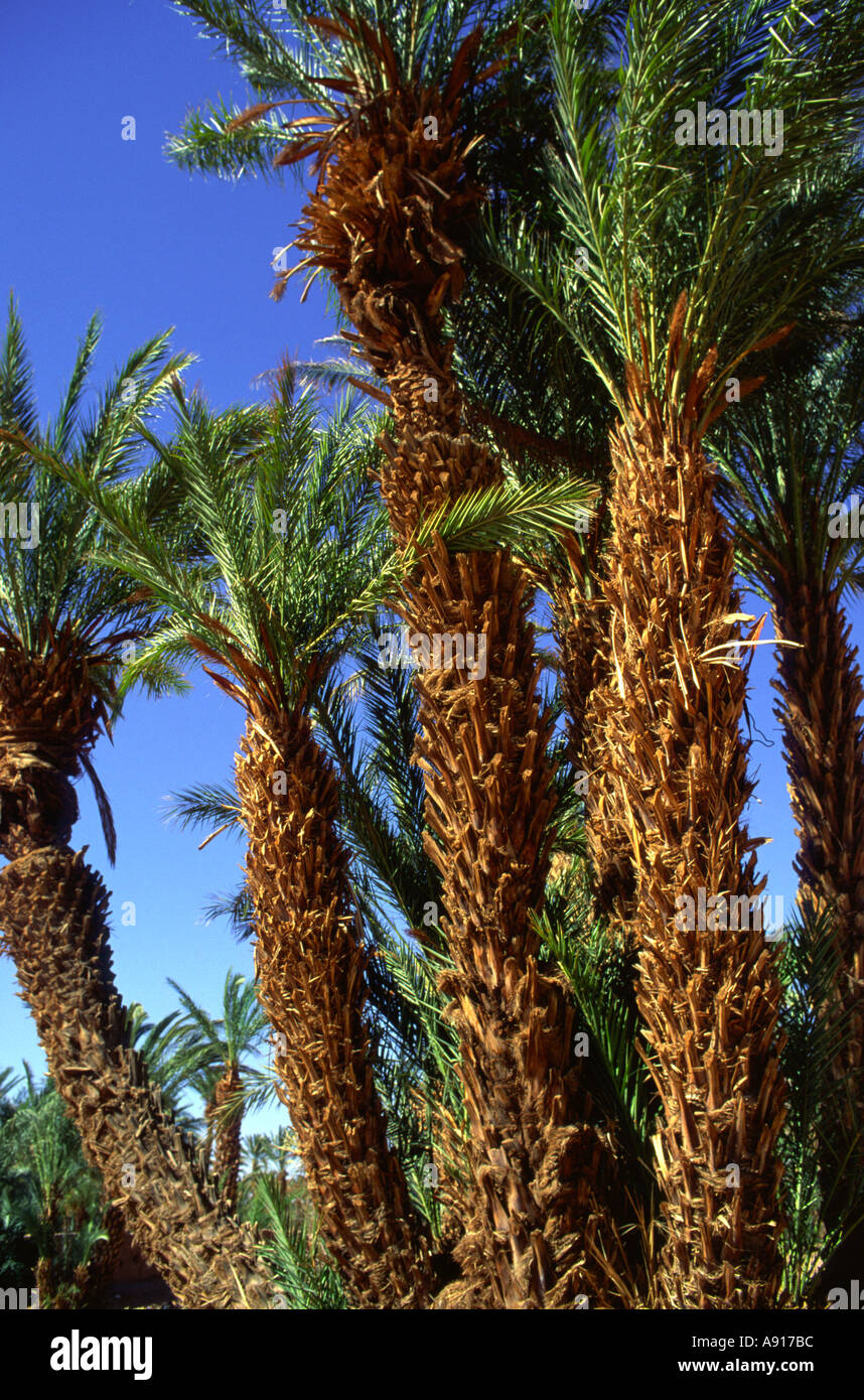 Palm tree in desert Morocco Stock Photo - Alamy