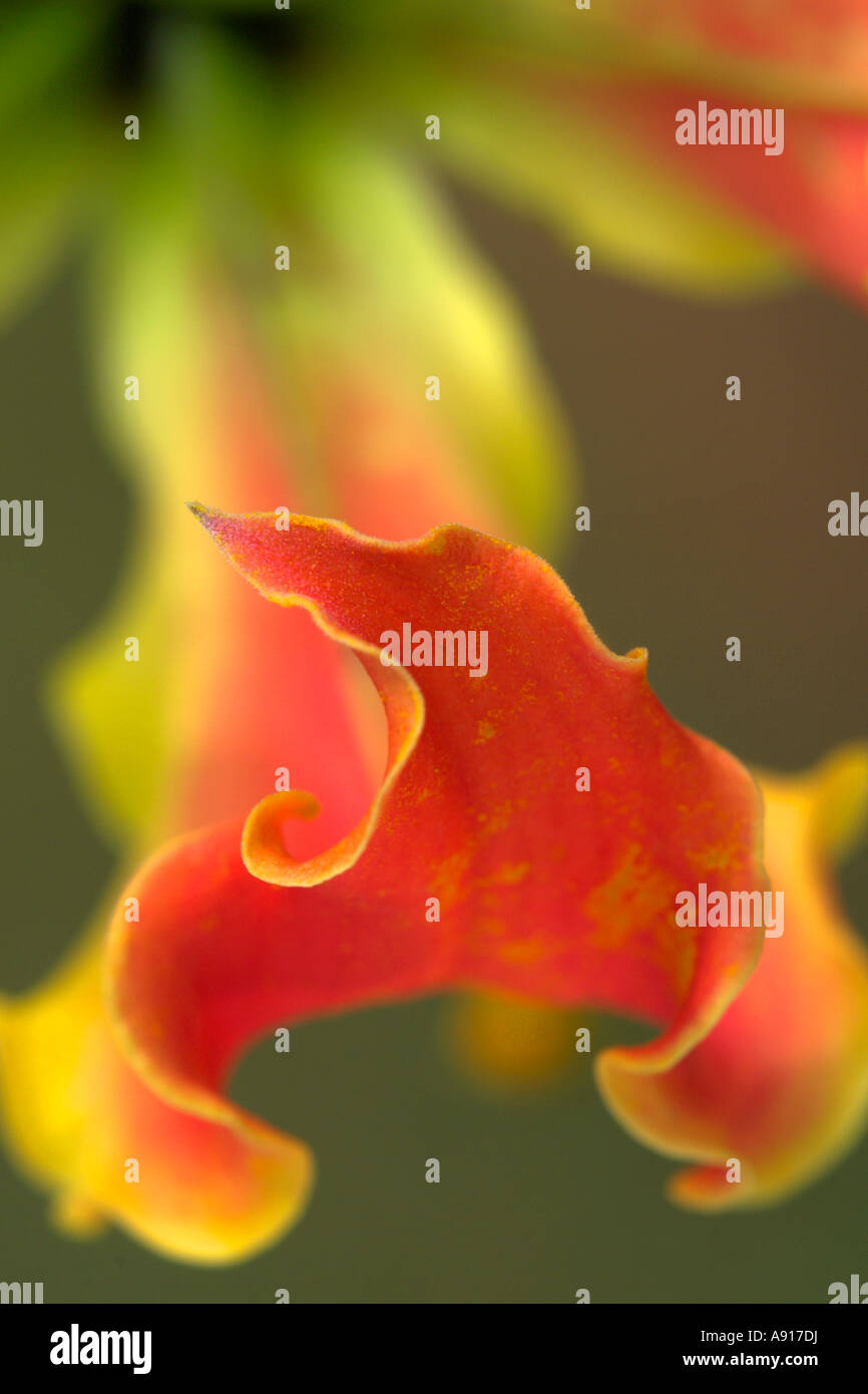 Flame lily national flower of Zimbabwe Stock Photo - Alamy