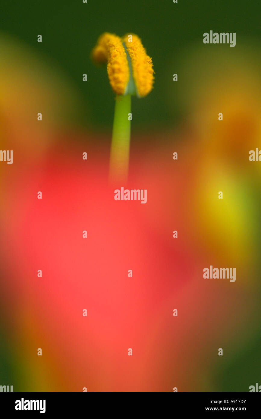 Flame lily national flower of Zimbabwe Stock Photo - Alamy