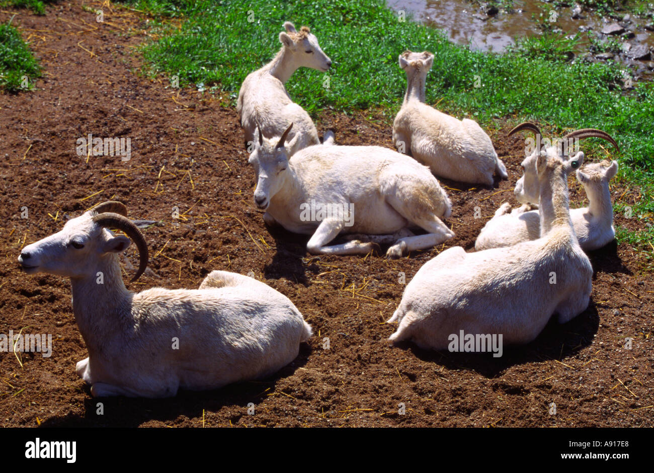 Group of goats sitting Stock Photo - Alamy