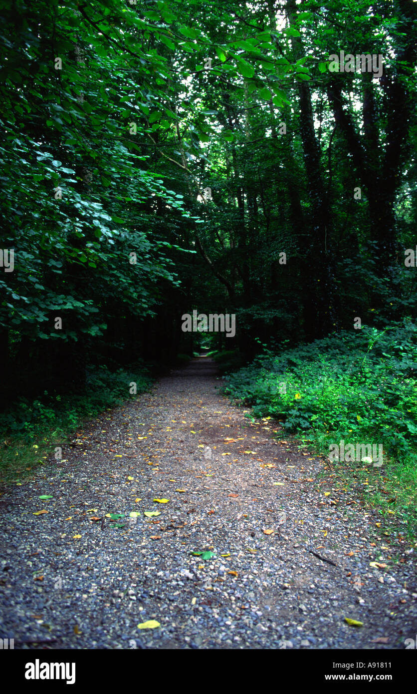 Way in a forest Stock Photo - Alamy