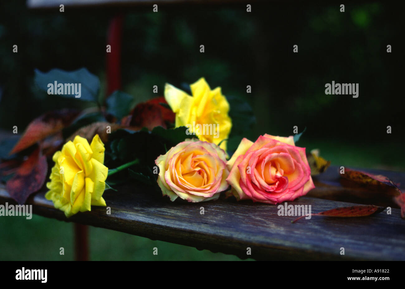 Rose on bench Stock Photo - Alamy