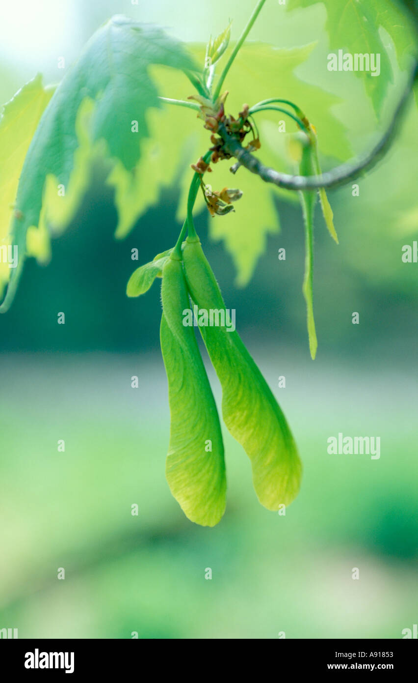 Maple Seeds High Resolution Stock Photography and Images - Alamy
