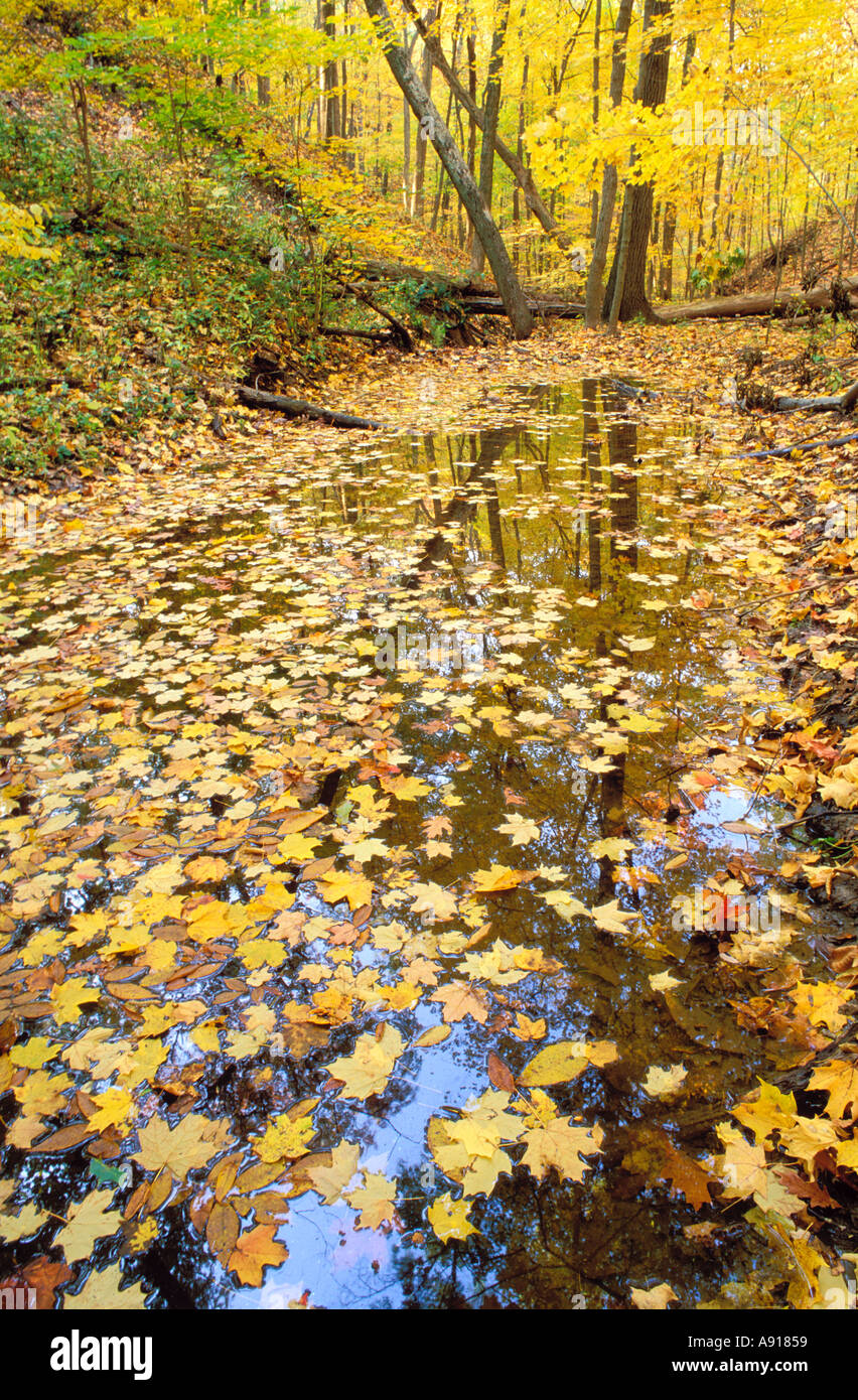 Fall leaves in a deciduous forest wetland at Kennekuk County Park ...