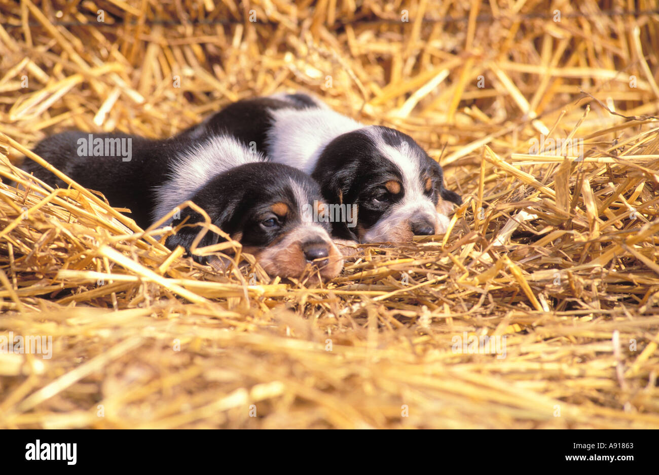 Beagle puppies sleeping Stock Photo - Alamy