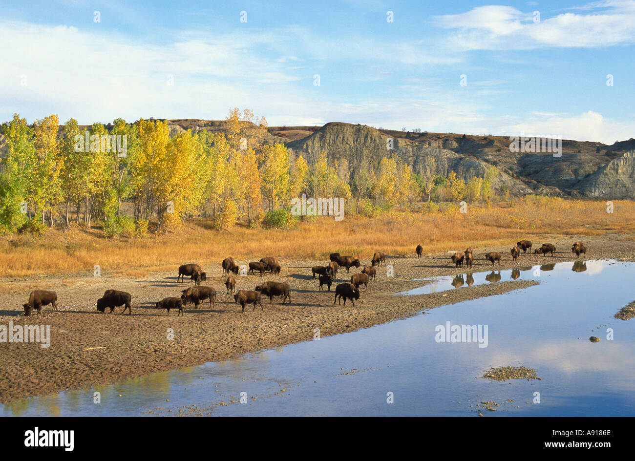 American Bison along the Little Missouri River in Theodore Roosevelt ...