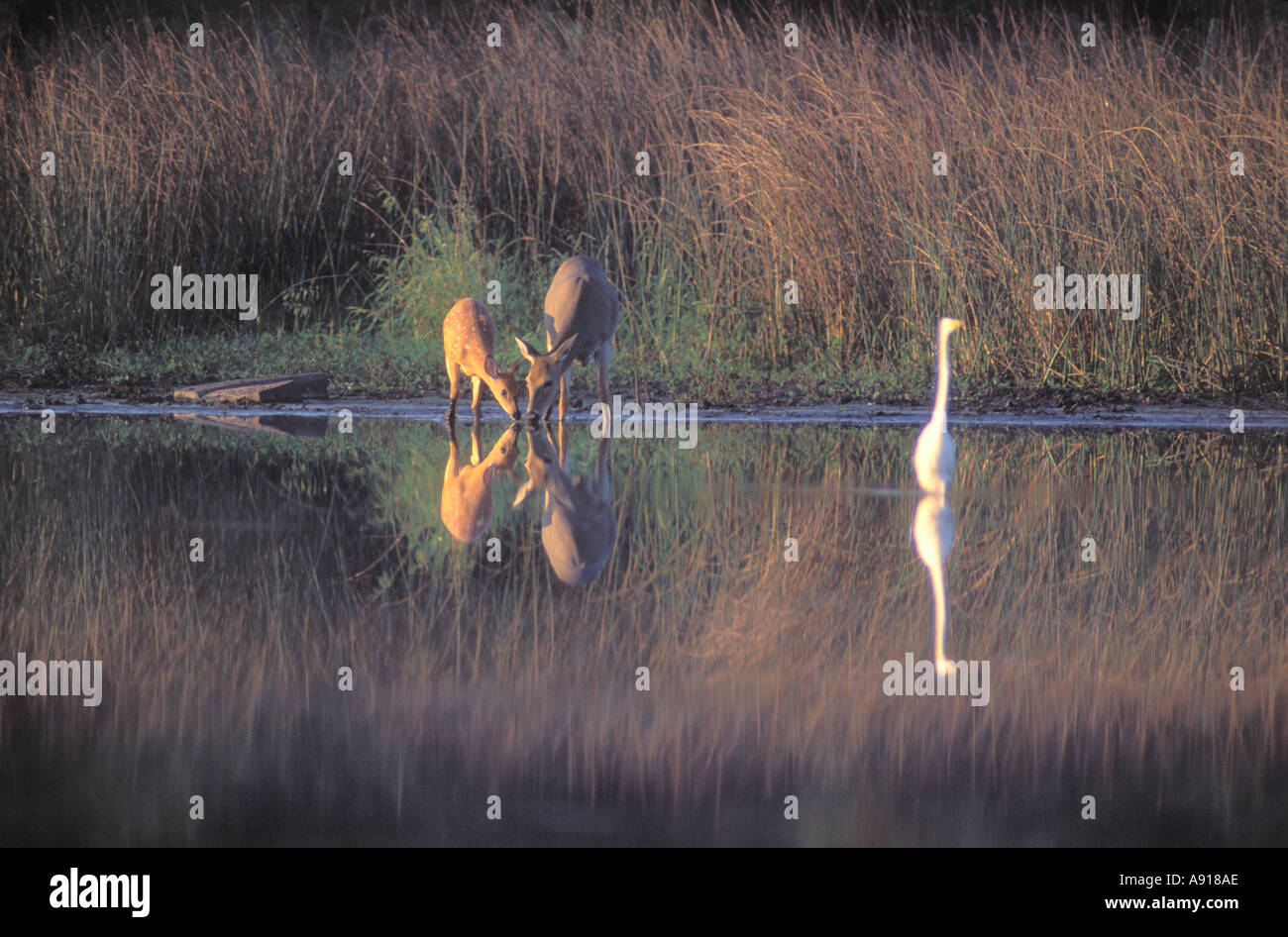 Fawn drinking hi-res stock photography and images - Alamy