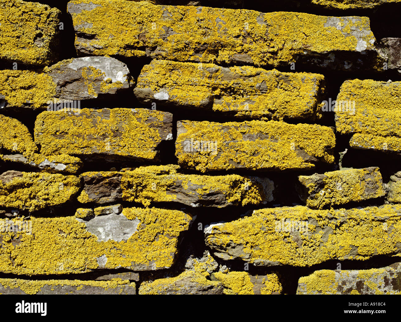 dh LICHEN UK Yellow lichen on Dovecot wall background scottish stone ...