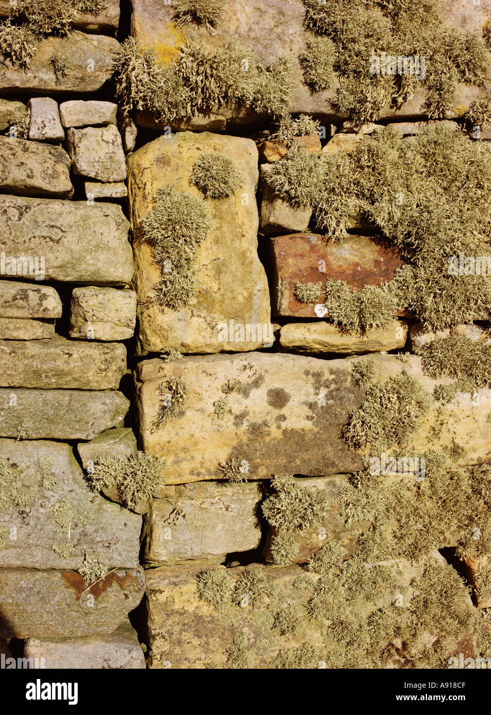 dh Lichen wall LICHEN UK Fishermans hut wall with lichen stone texture ...