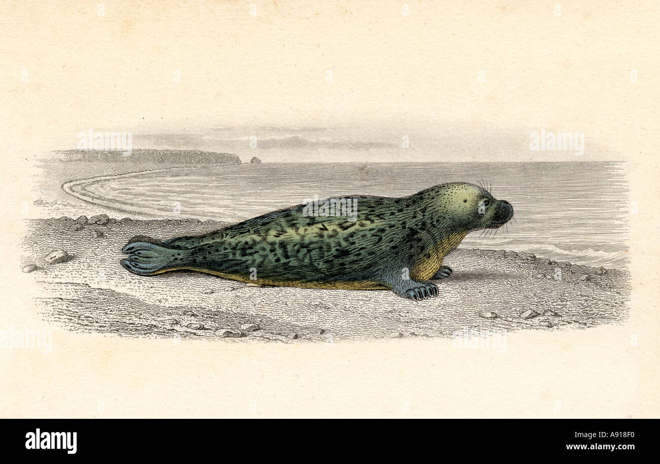 The Common Seal Stock Photo - Alamy