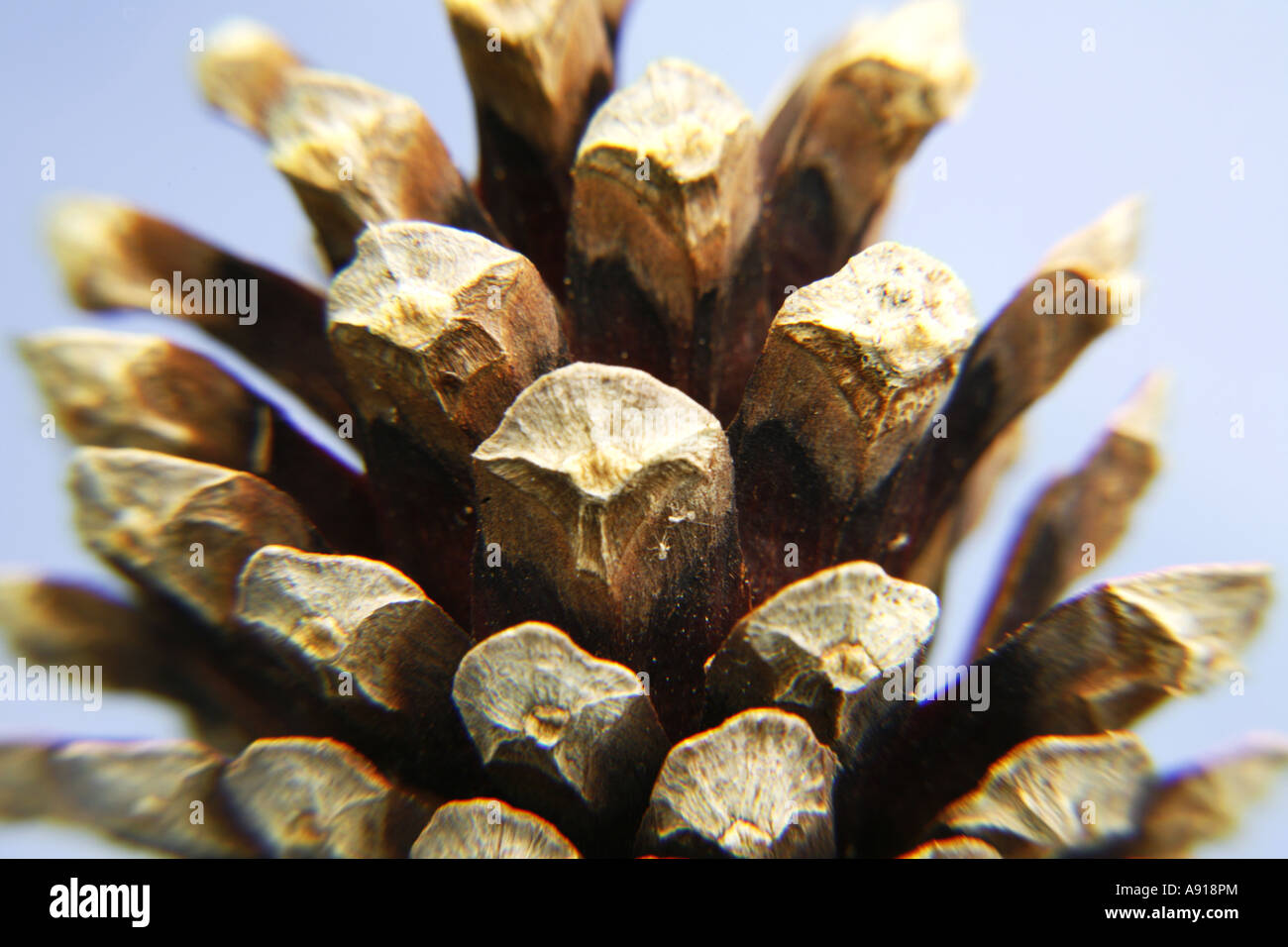 Pine Cone Close Up Stock Photo - Alamy