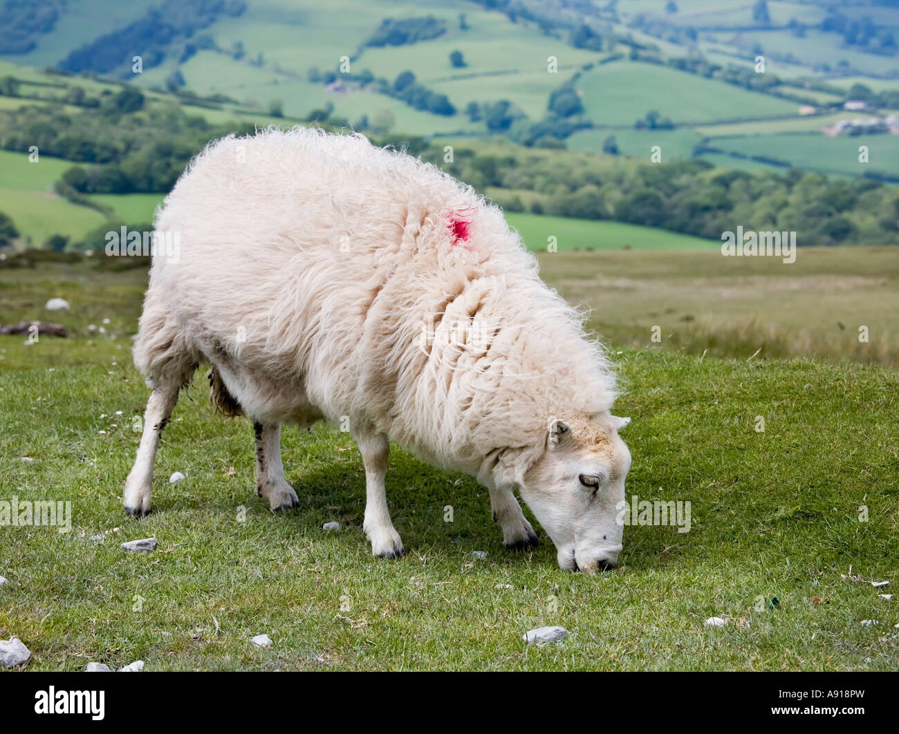 Welsh mountain sheep markings hi-res stock photography and images - Alamy