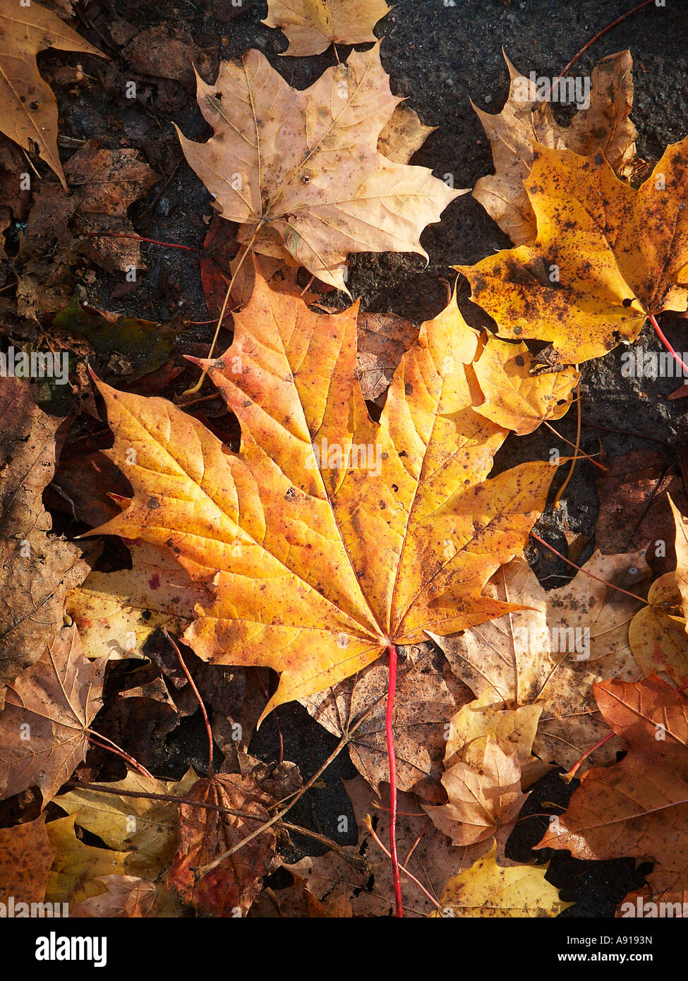 Fallen maple leaves in the autumn Stock Photo - Alamy