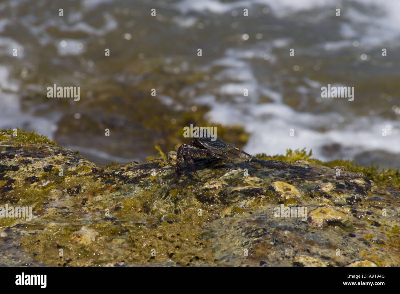 crab on rocks by the sea Stock Photo - Alamy