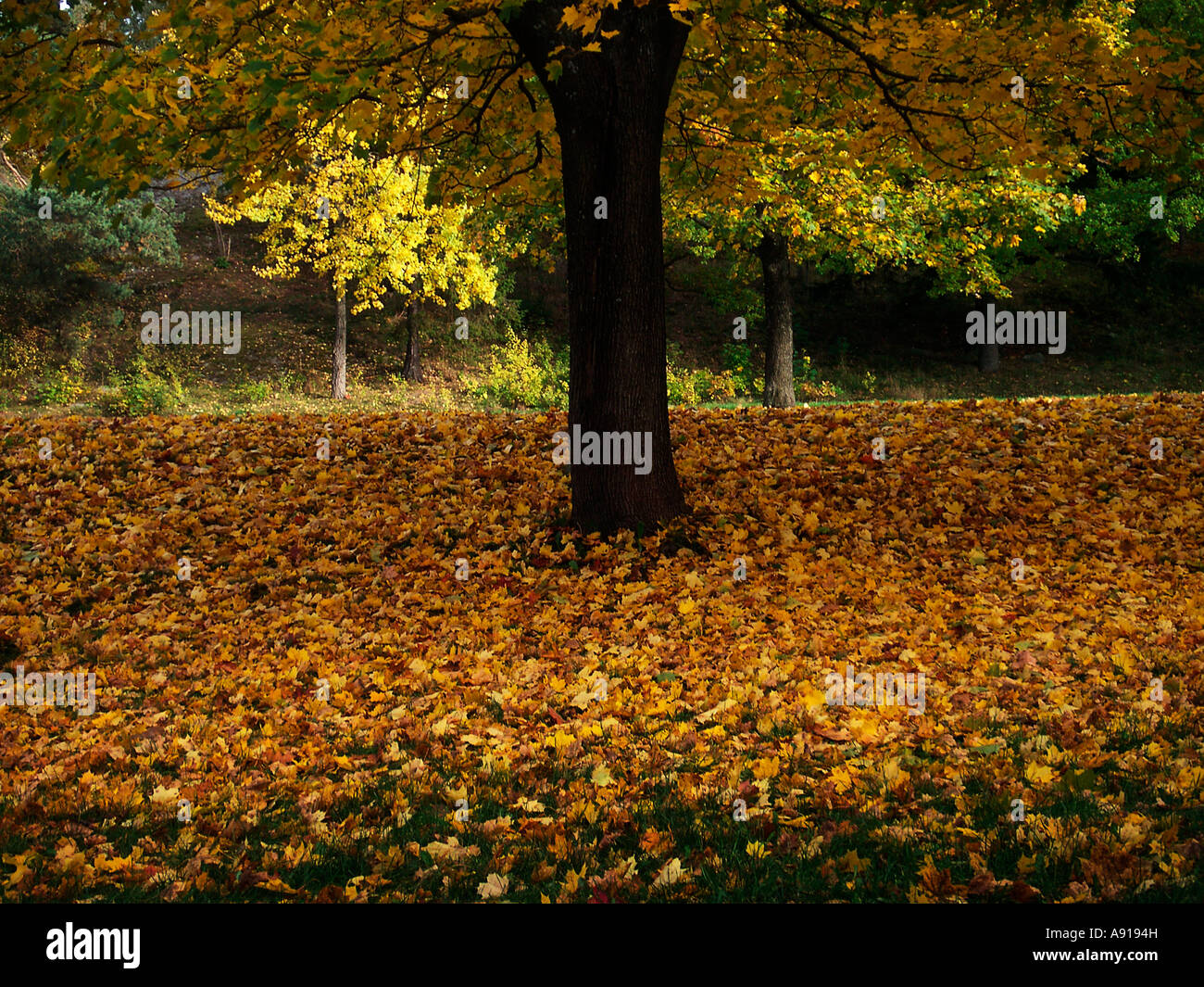 Maple tree in fall colors in the autumn Stock Photo - Alamy