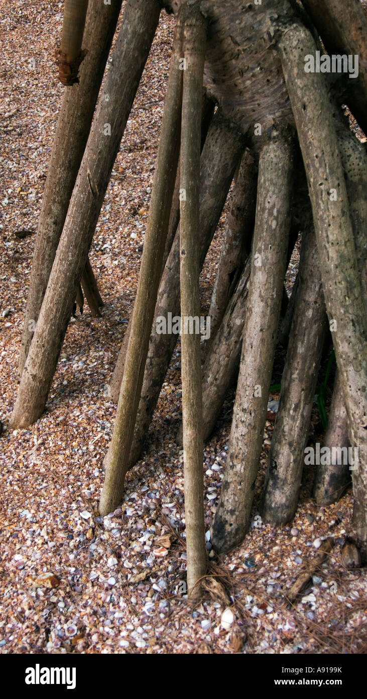 Roots of a palm tree in Thailand Stock Photo - Alamy