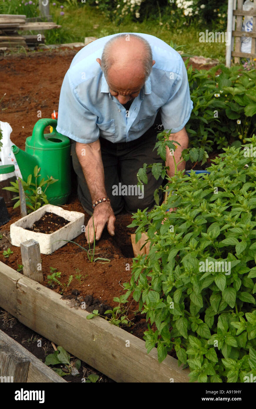Senior planting vegetables Stock Photo - Alamy