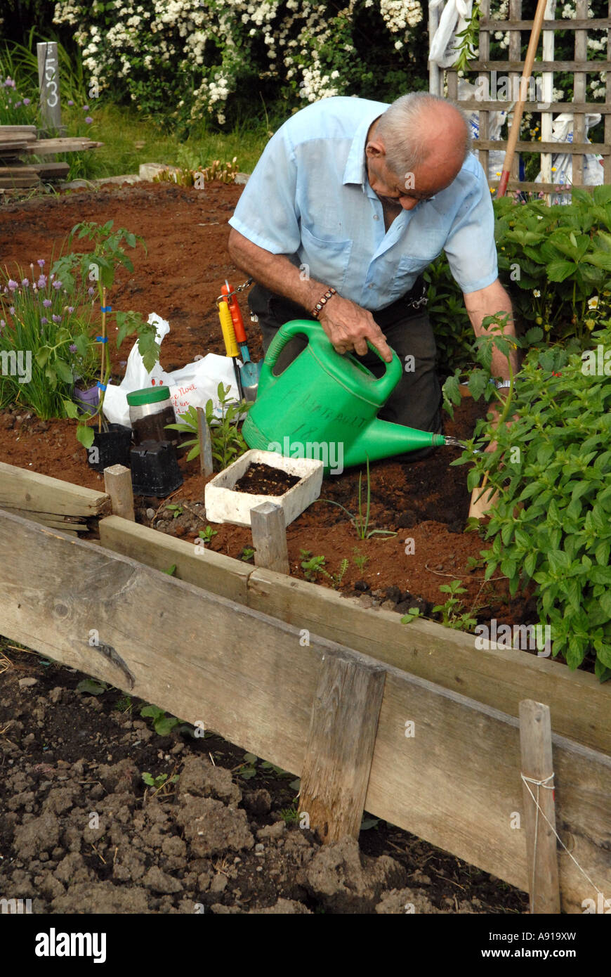 Older man gardening Stock Photo - Alamy