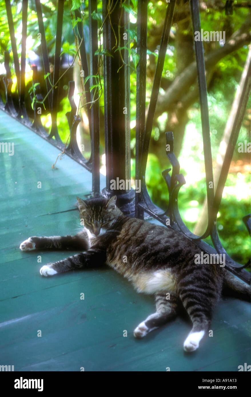 Ernest hemingway key west, cat hi-res stock photography and images - Alamy