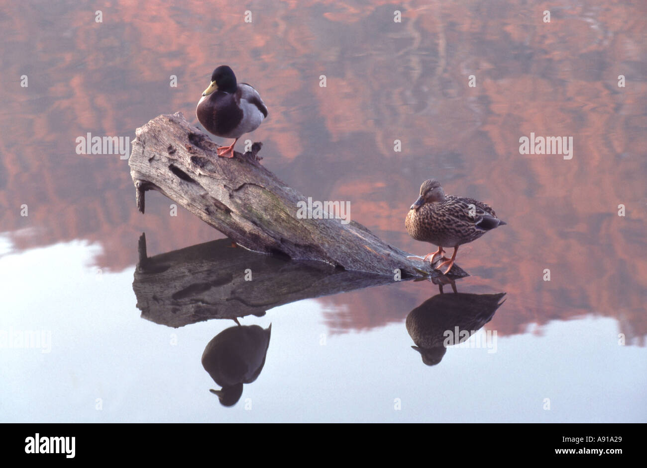Smart ducks hi-res stock photography and images - Alamy