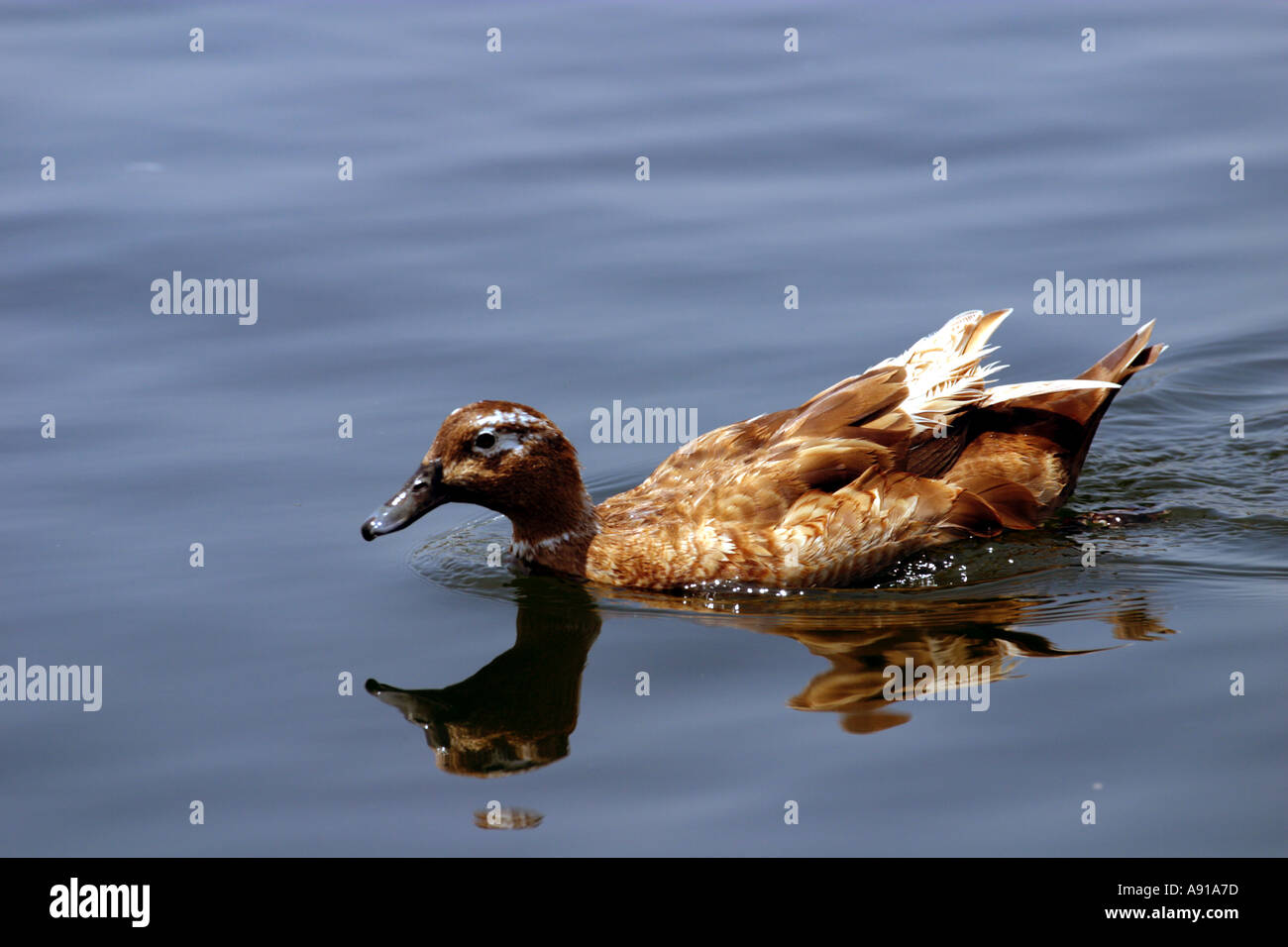 Golf course duck hi-res stock photography and images - Alamy