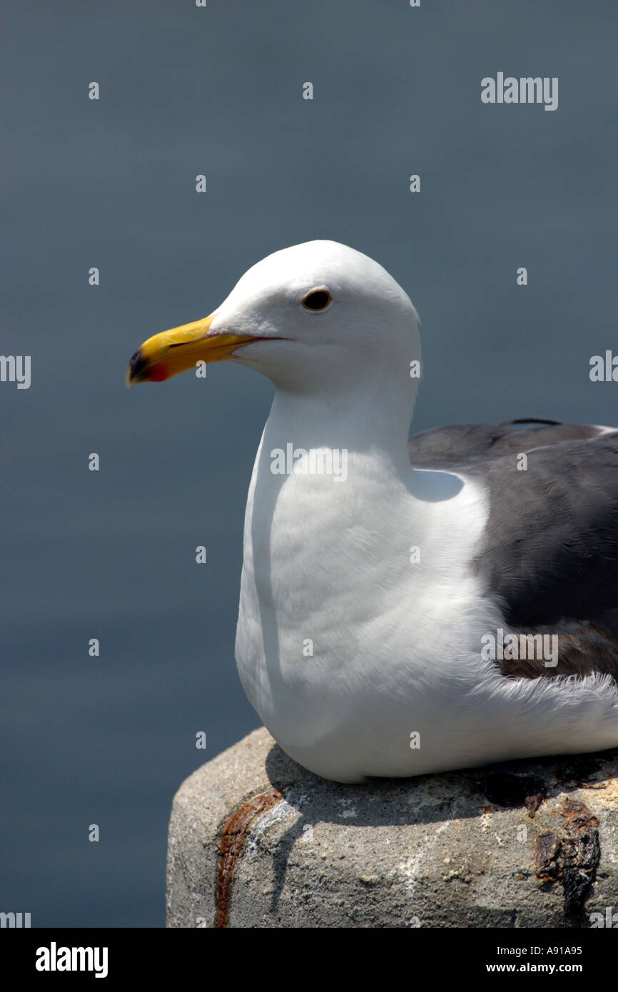 Subtermina hi-res stock photography and images - Alamy