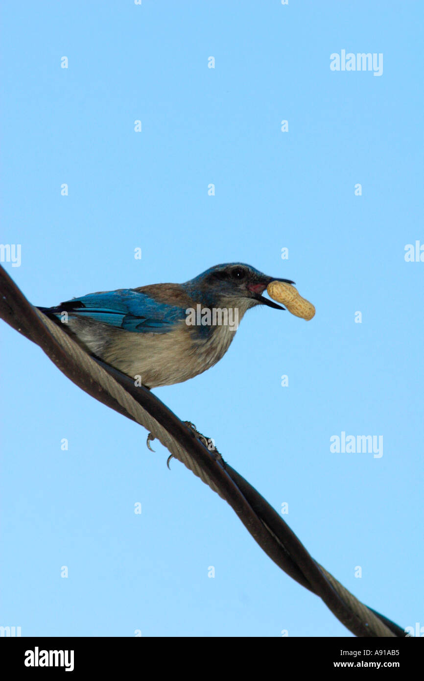 Scrub Jay on wire with peanut Stock Photo - Alamy