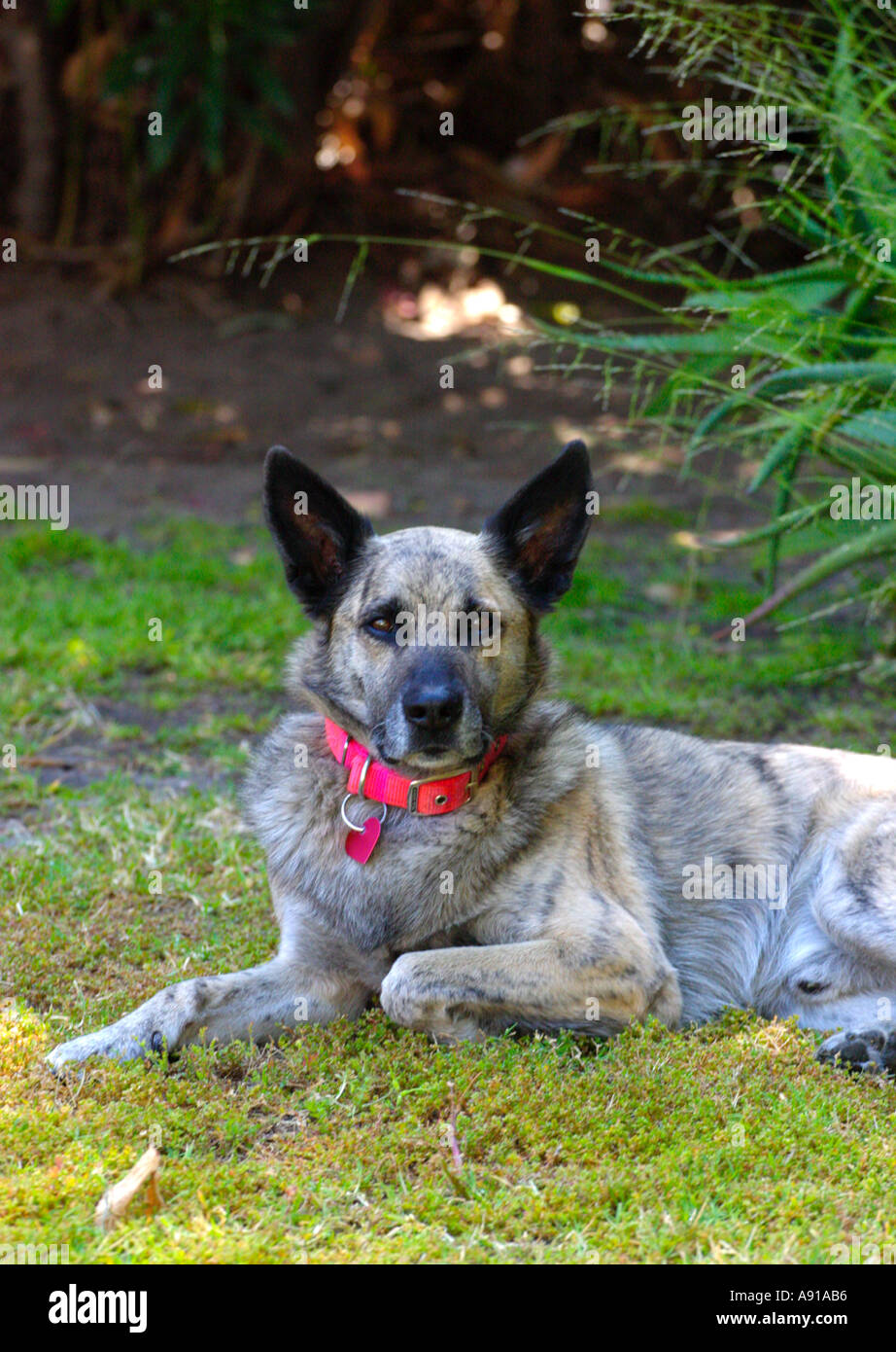 Australian Shepherd Greyhound Mix