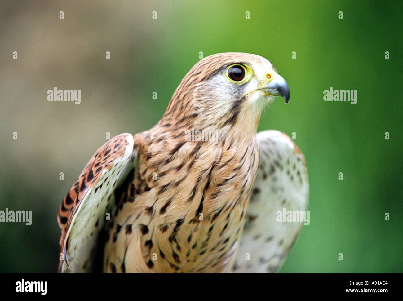 Female kestral hi-res stock photography and images - Alamy