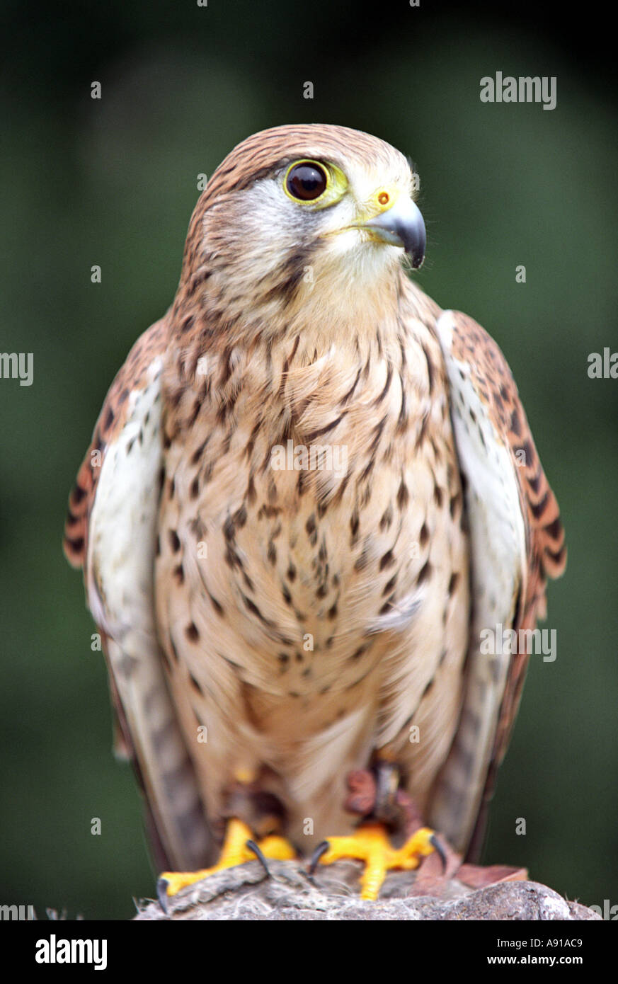 Female kestral hi-res stock photography and images - Alamy