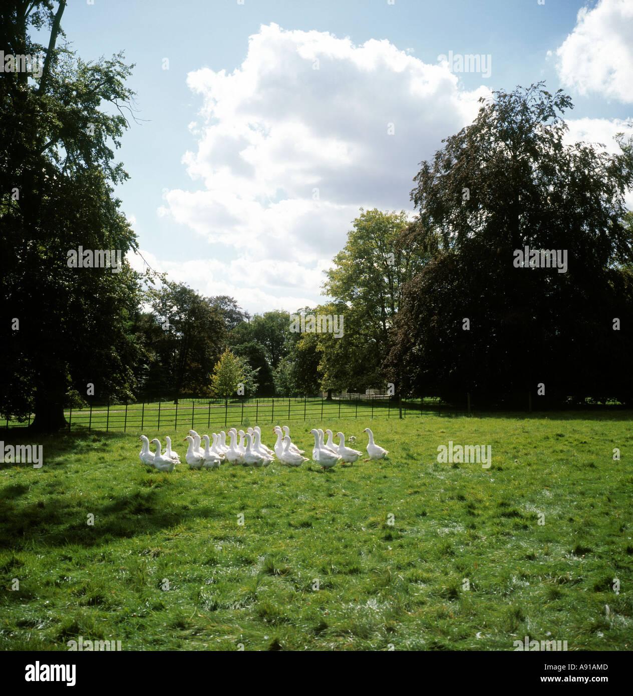 Laverstock High Resolution Stock Photography and Images - Alamy
